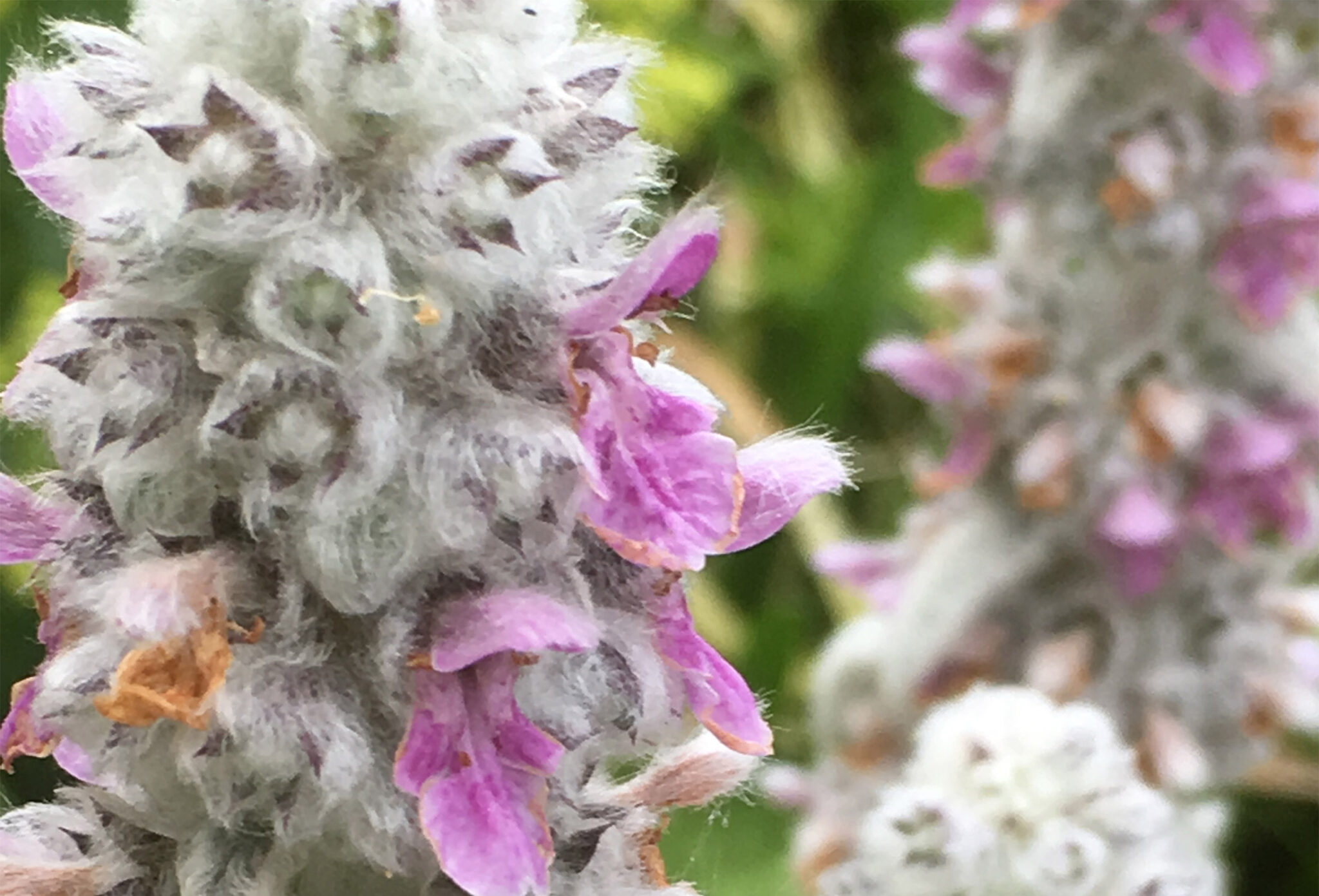 Addicted to Bees – Jean Vernon reveals the secret world of garden ...