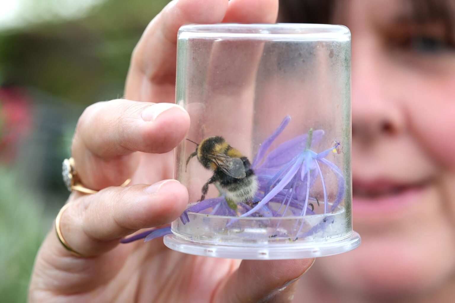 Addicted to Bees – Jean Vernon reveals the secret world of garden ...